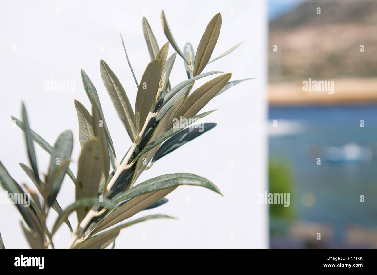 Olive branch in front of wall of a house, sea, background blur, island ...