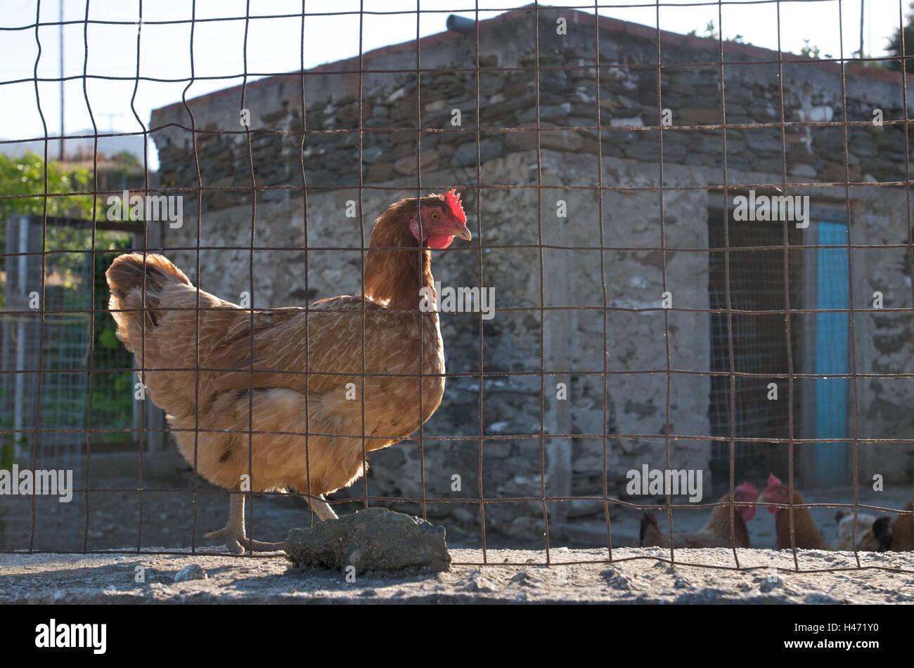 Hen, fence, run enclosure, island Sifnos, the Cyclades, Greece Stock ...