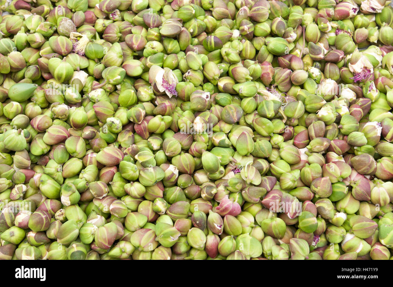 Capers to dry, island Sifnos, the Cyclades, Greece Stock Photo - Alamy