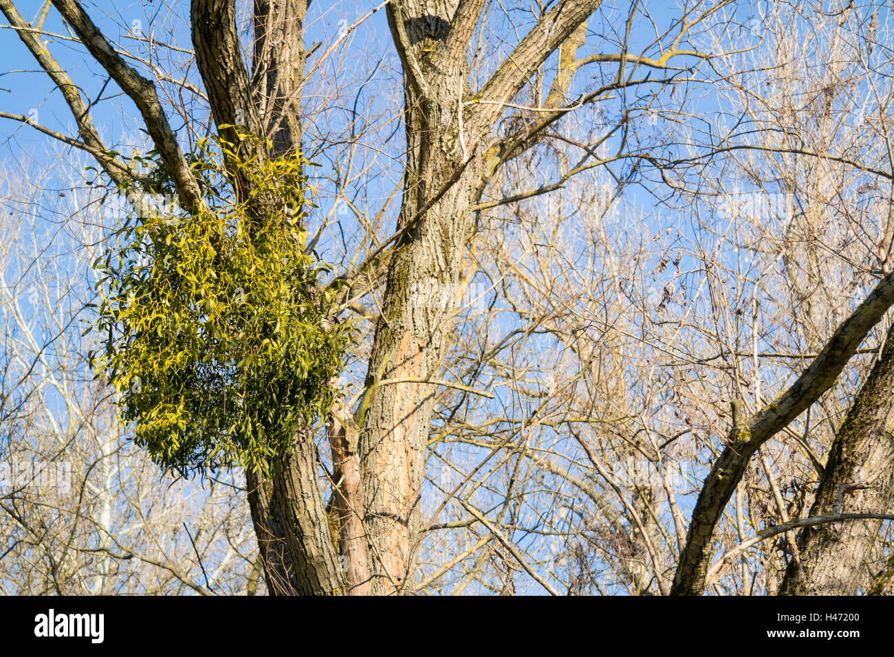 A mistletoe on an autumn tree Stock Photo - Alamy