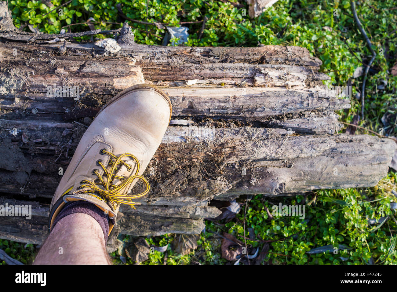 Hiker's boot on a rotten wood stump Stock Photo - Alamy