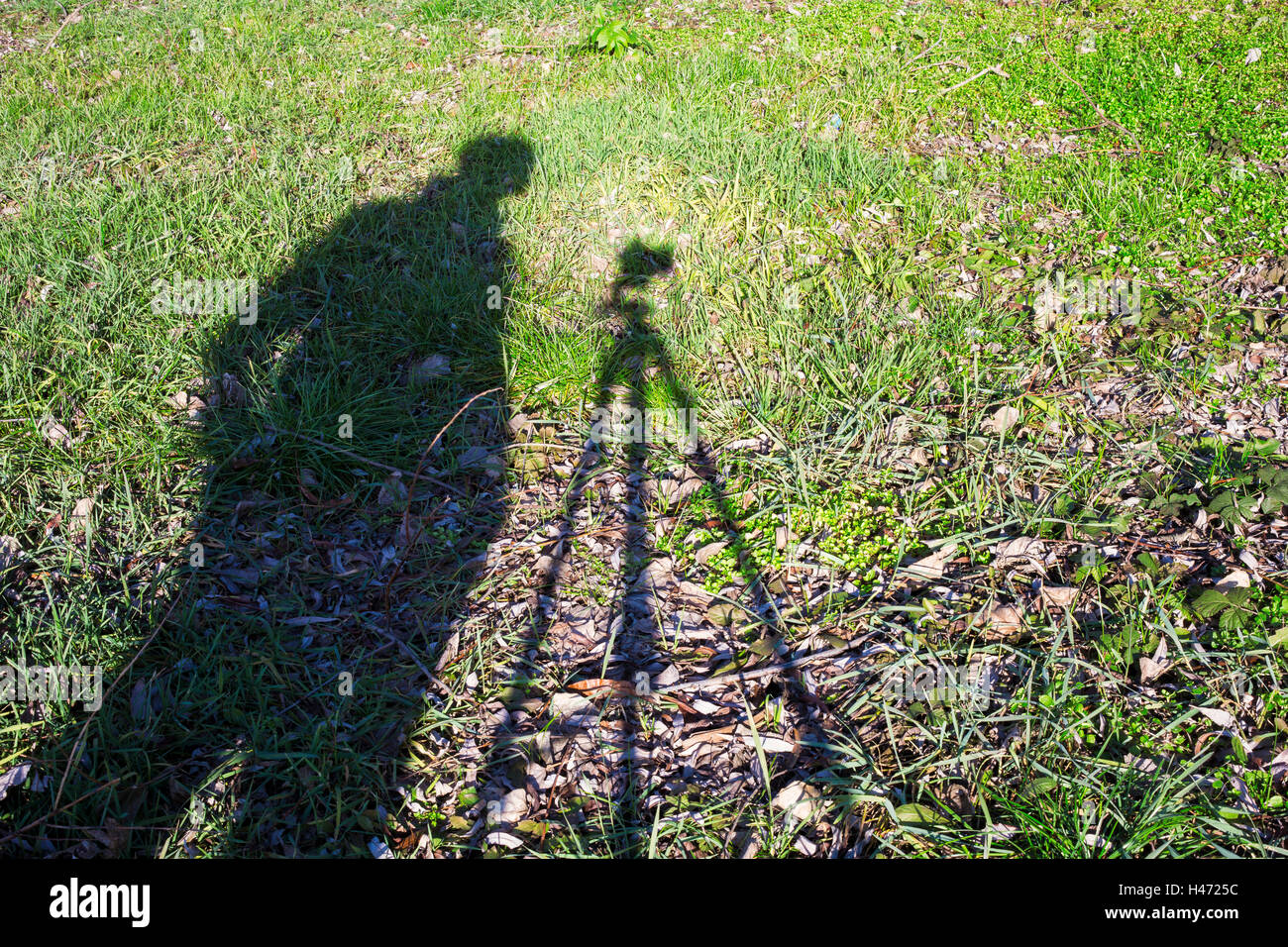 Nature photographer's shadow in the morning sun Stock Photo - Alamy
