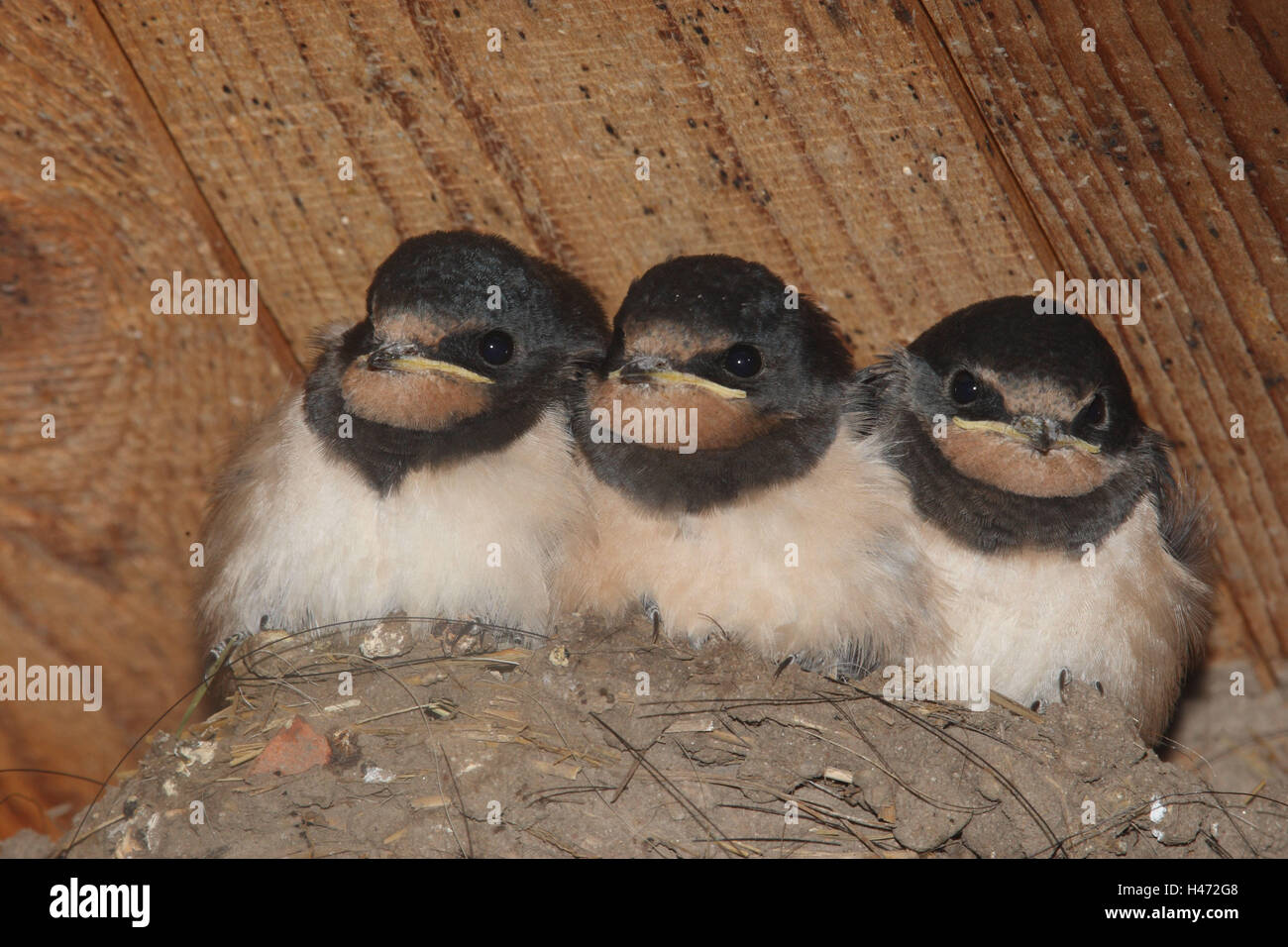 Young bird in the nest hi-res stock photography and images - Alamy