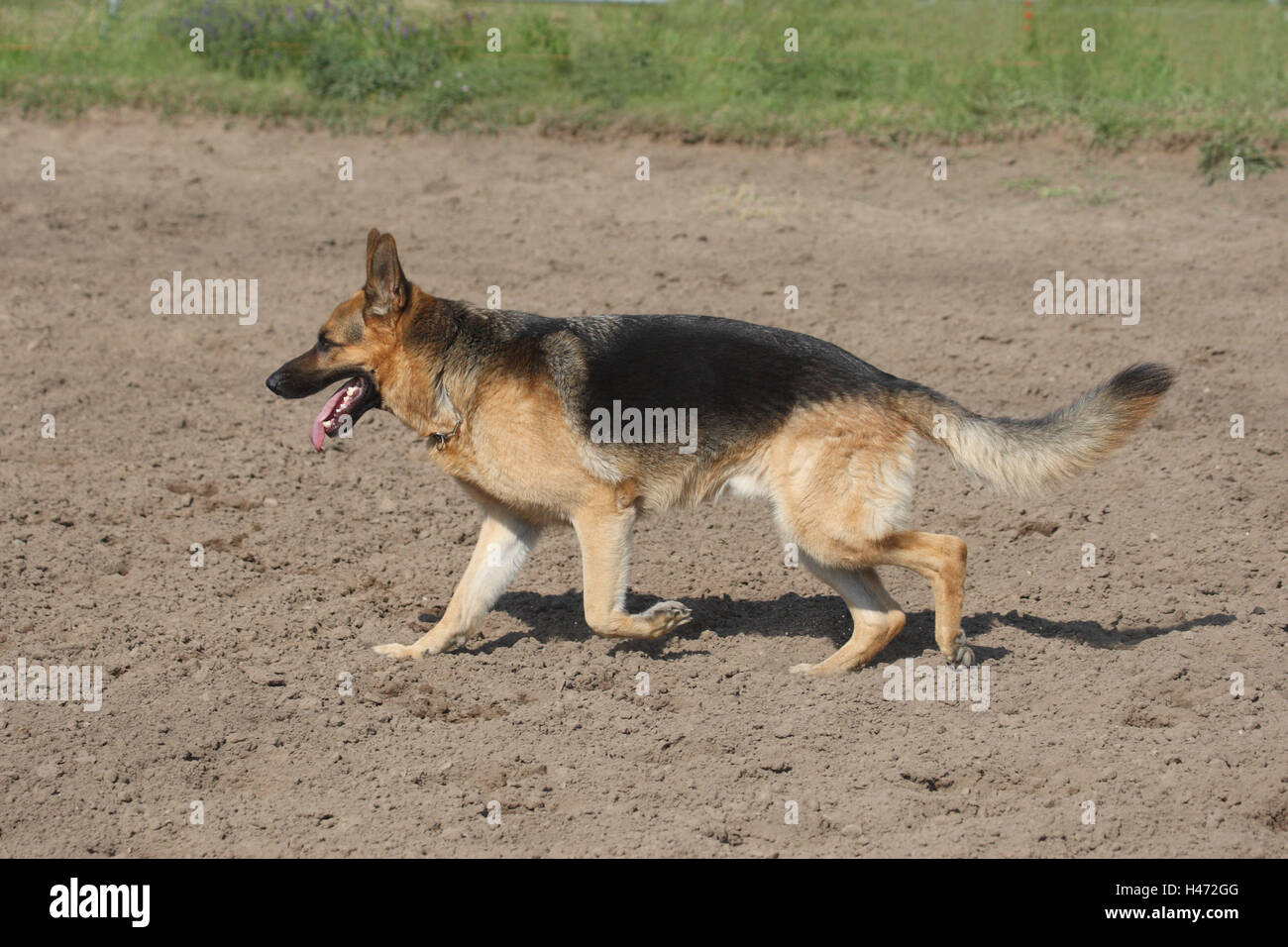 Sheepdog german hi-res stock photography and images - Alamy