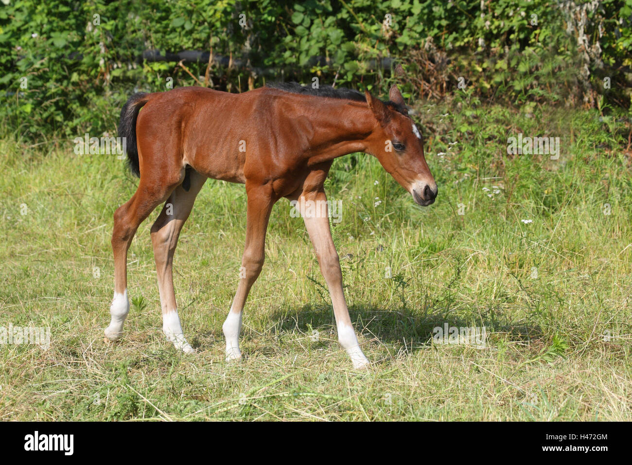 Foals on the pasture Stock Photo - Alamy