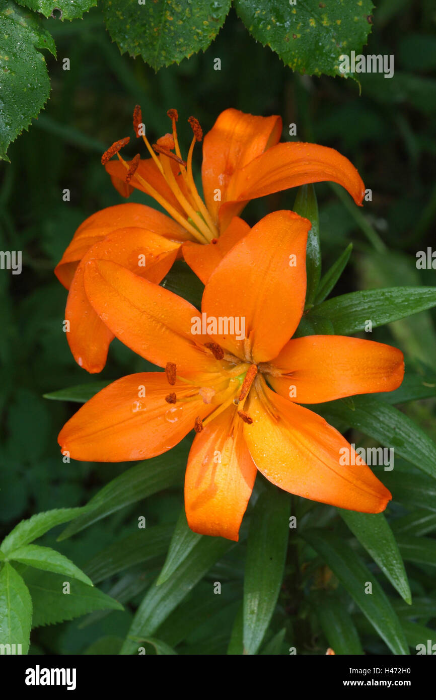 Red lily garden form Stock Photo - Alamy