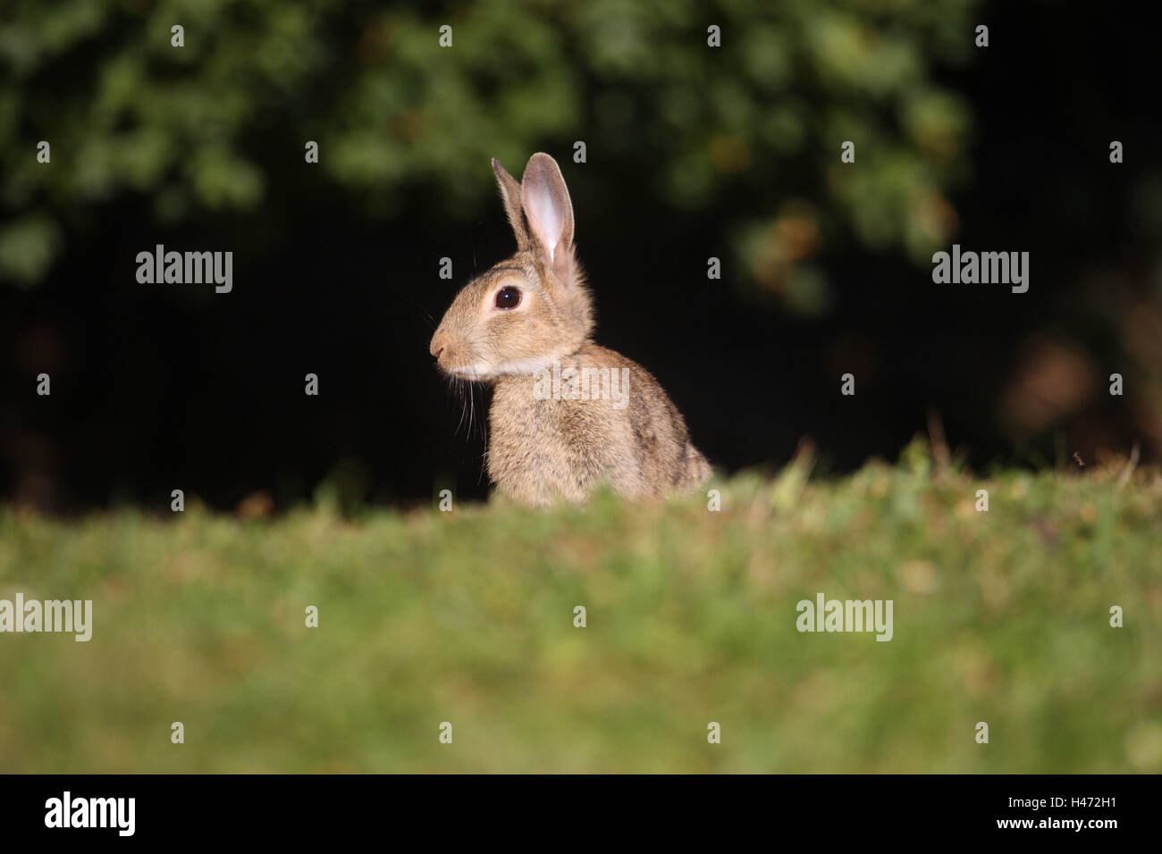 Wild rabbits hi-res stock photography and images - Alamy