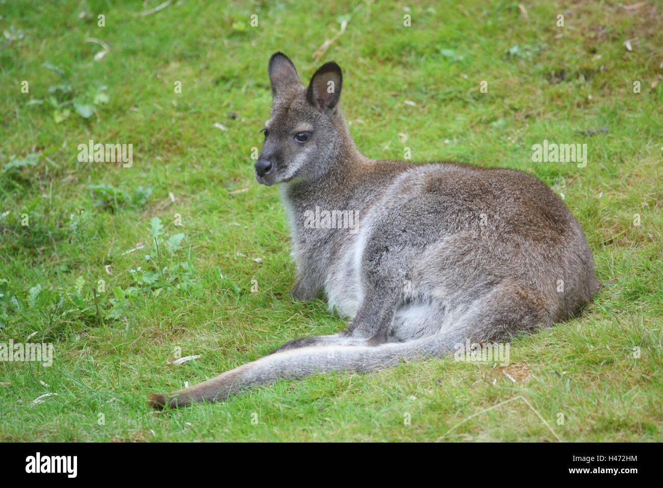 Bennett Kanguru High Resolution Stock Photography and Images - Alamy