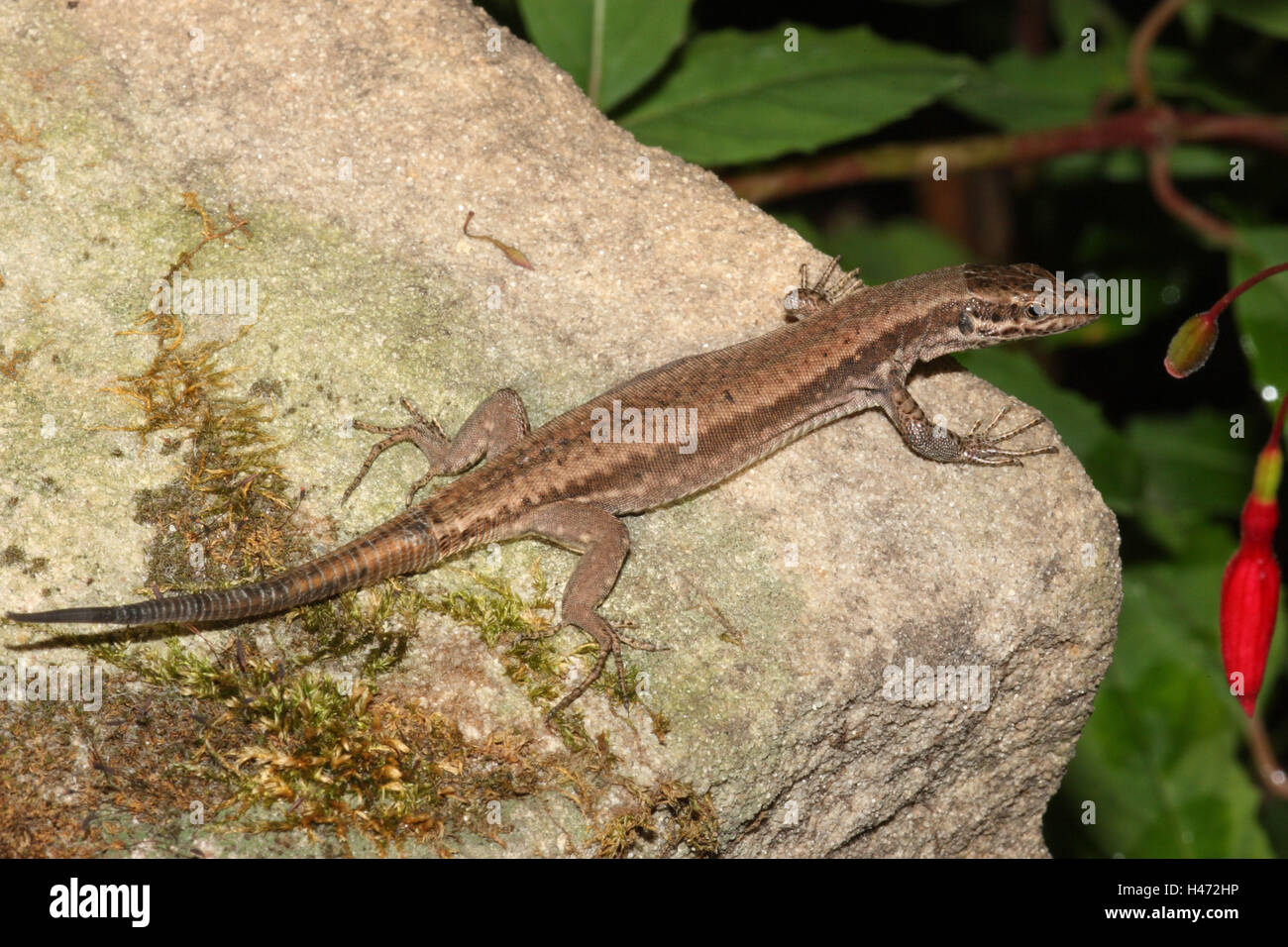 Defensive wall lizard hi-res stock photography and images - Alamy
