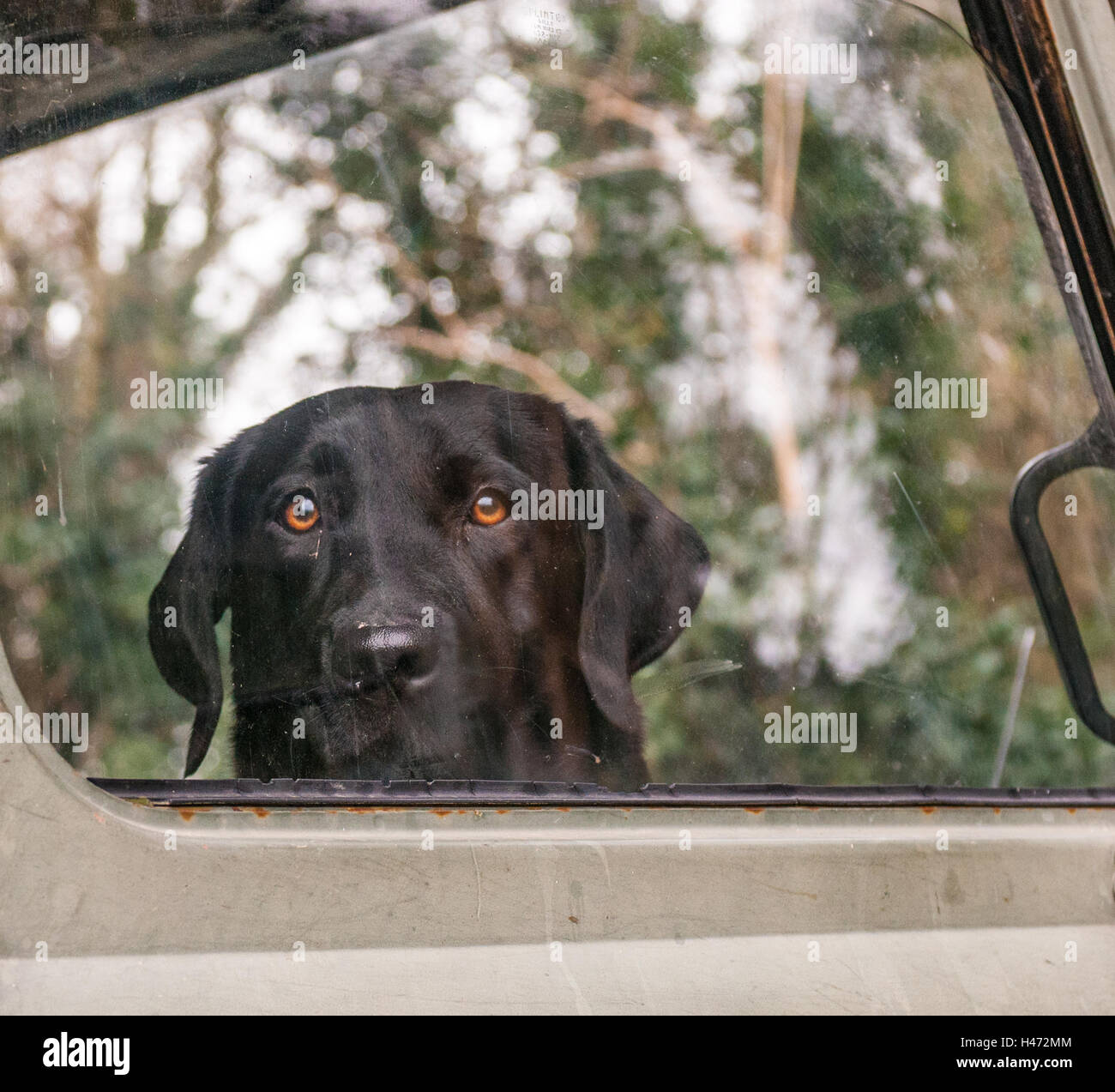 A black Labrador dog sat looking through the window of a truck or lorry ...