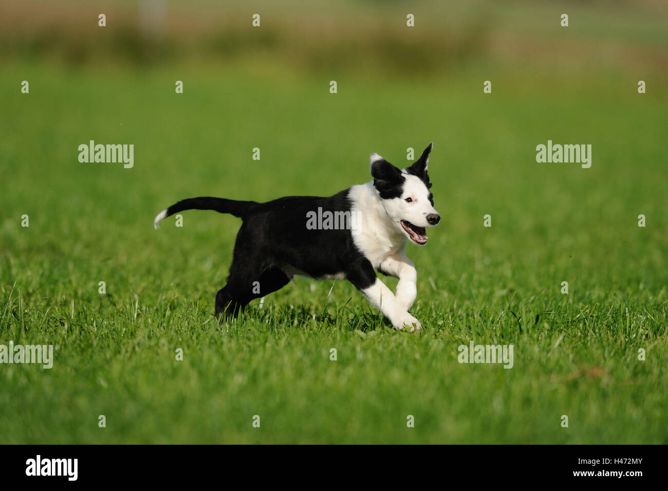 Of Border collie, puppy, run, side view Stock Photo - Alamy