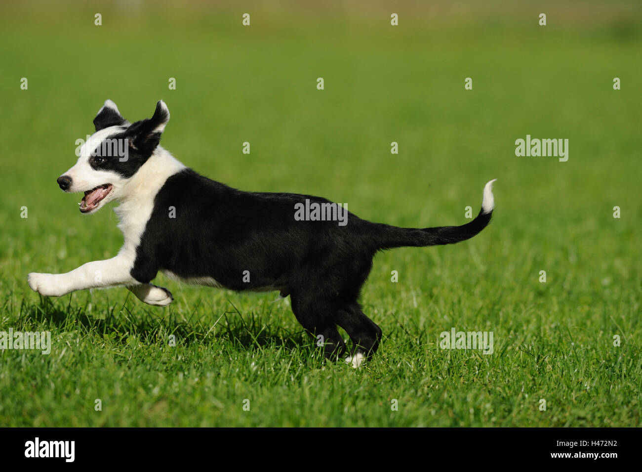 Of Border collie, puppy, run, side view Stock Photo - Alamy