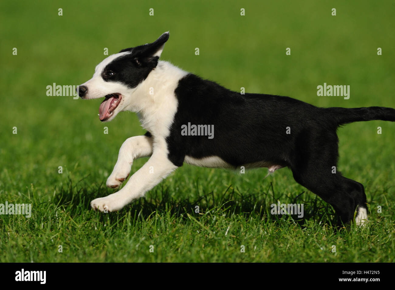 Of Border collie, puppy, run, side view Stock Photo - Alamy