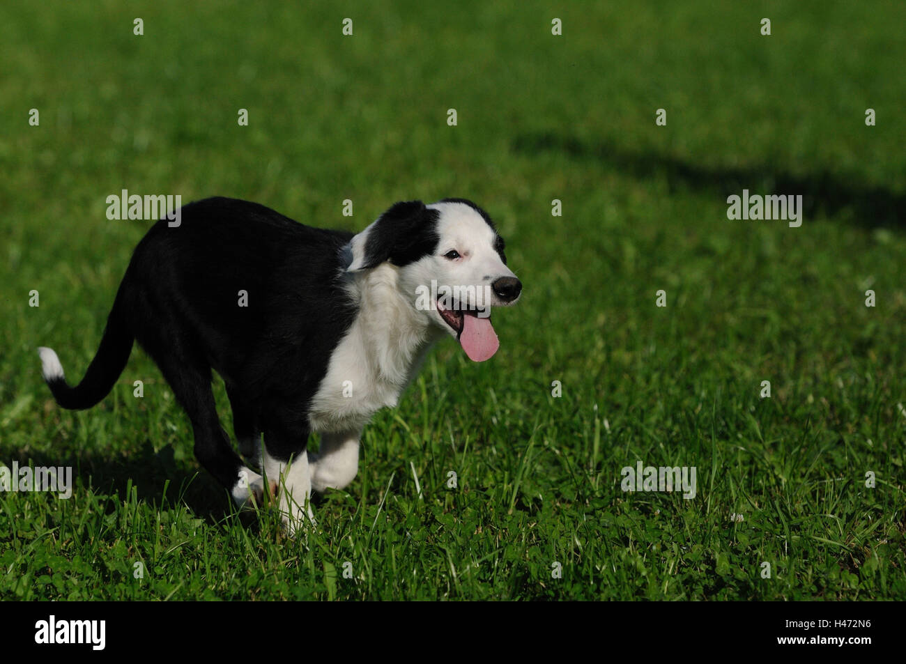 Of Border collie, puppy, run, side view Stock Photo - Alamy