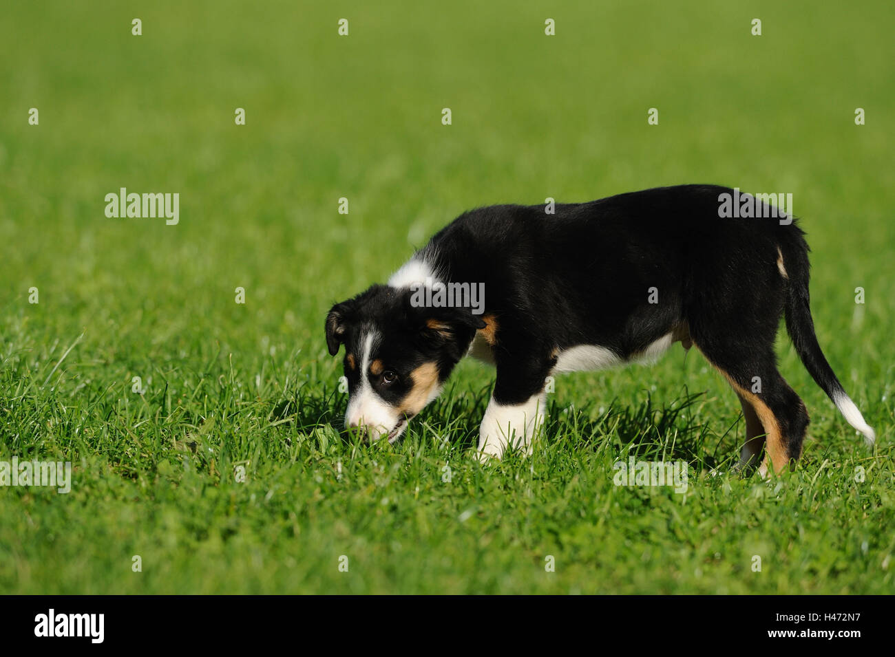 Of Border collie, puppy, stand, side view Stock Photo - Alamy