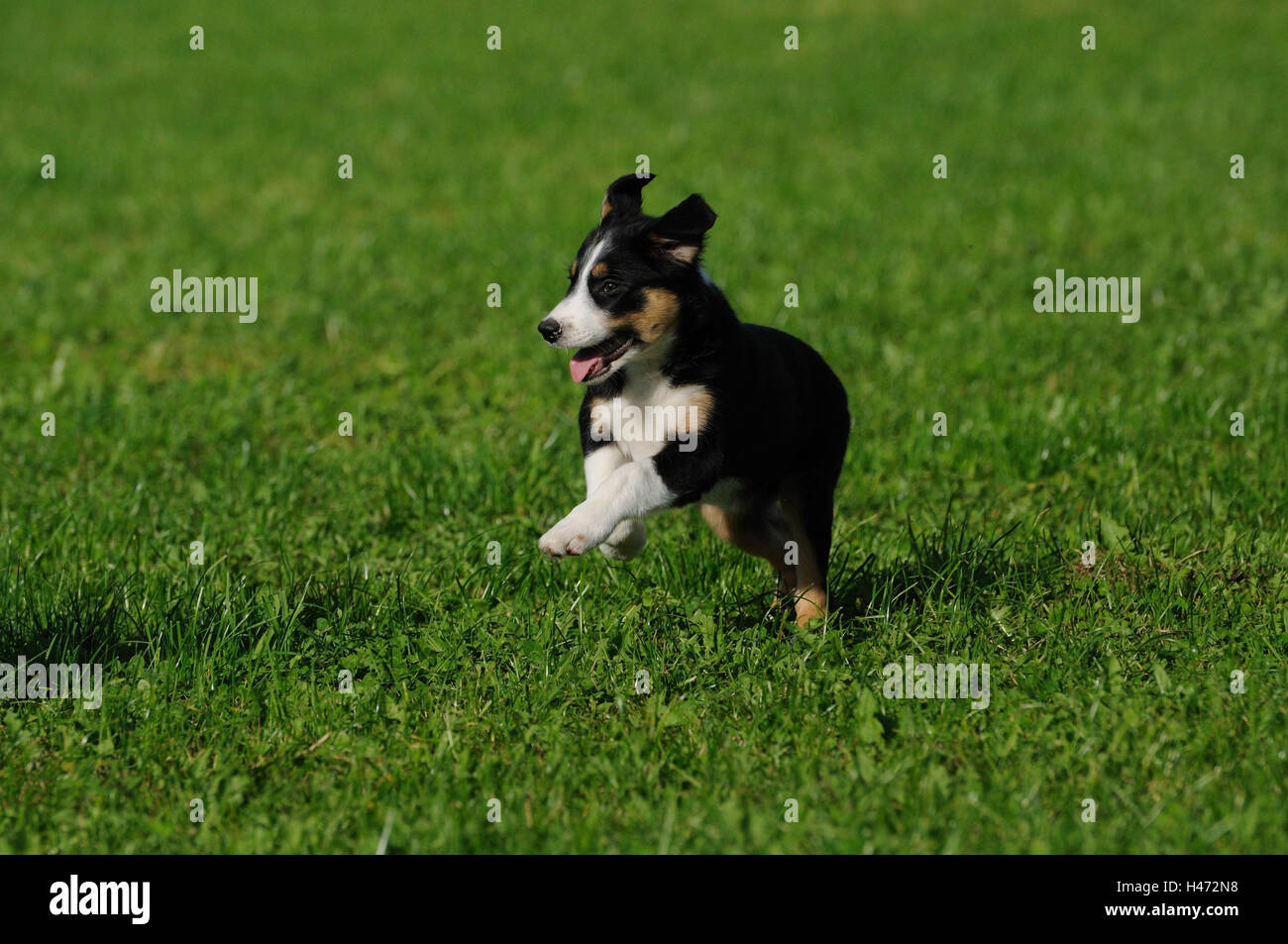 Of Border collie, puppy, jump, head-on Stock Photo - Alamy