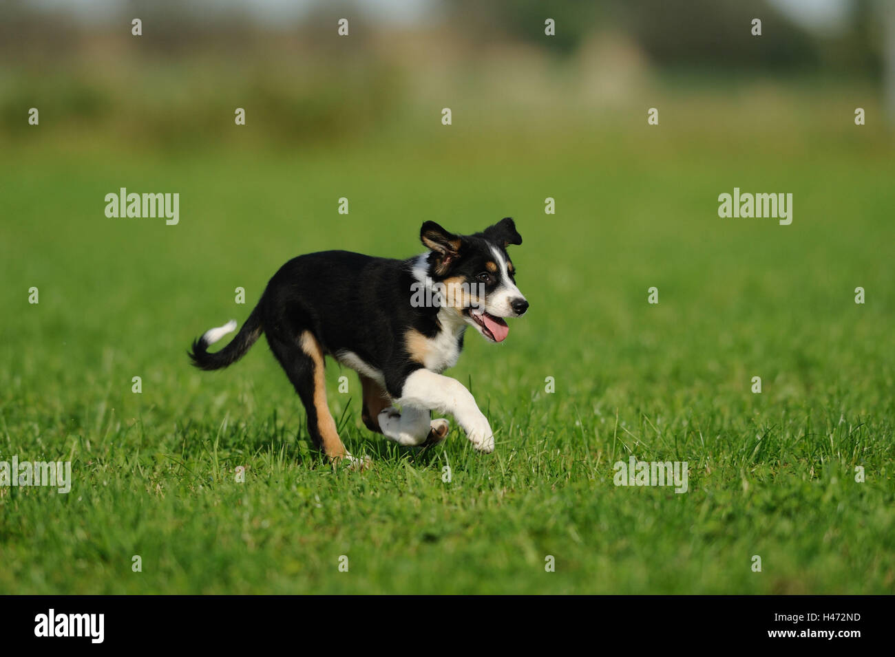 Of Border collie, puppy, run, side view Stock Photo - Alamy