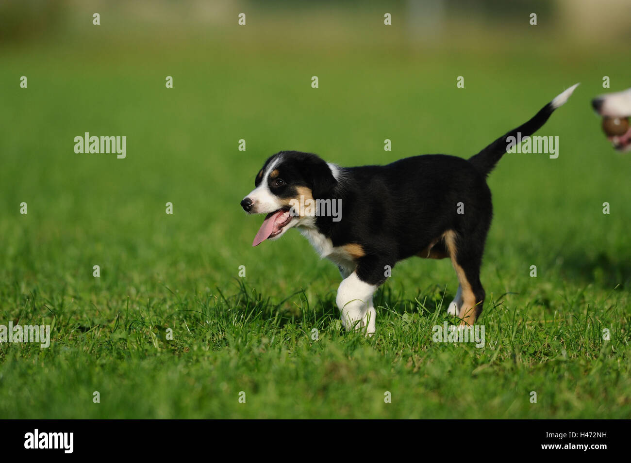 Of Border collie, puppy, side view, go Stock Photo - Alamy