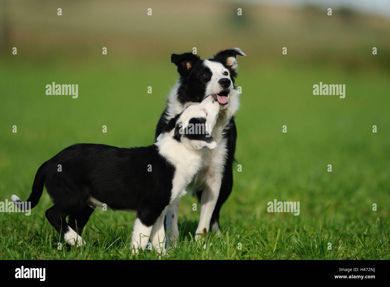 Side view border collie head hi-res stock photography and images - Alamy