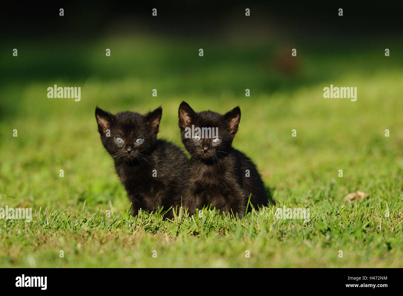 Two black kittens hi-res stock photography and images - Alamy