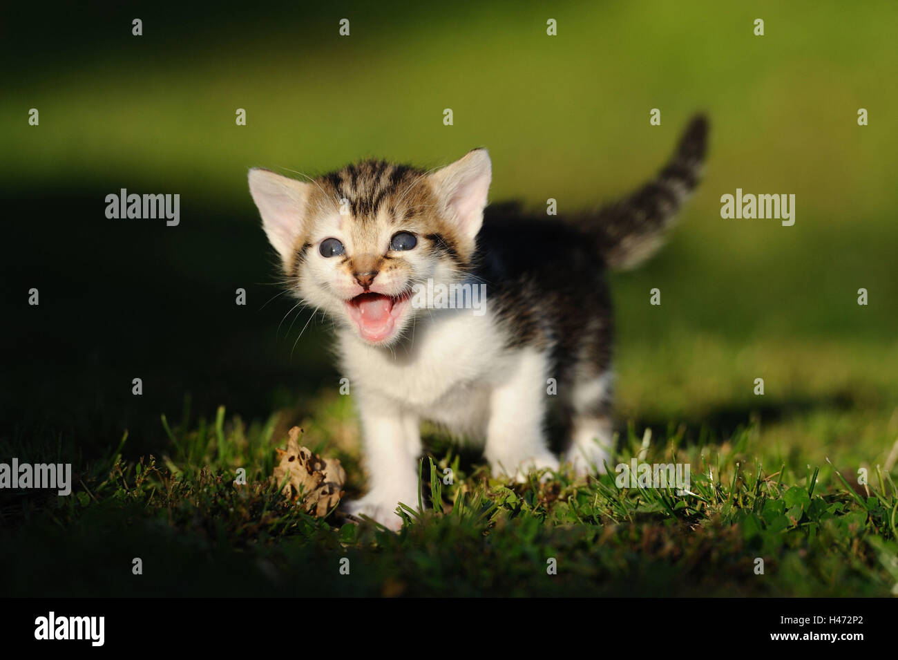 Miaowing High Resolution Stock Photography and Images - Alamy