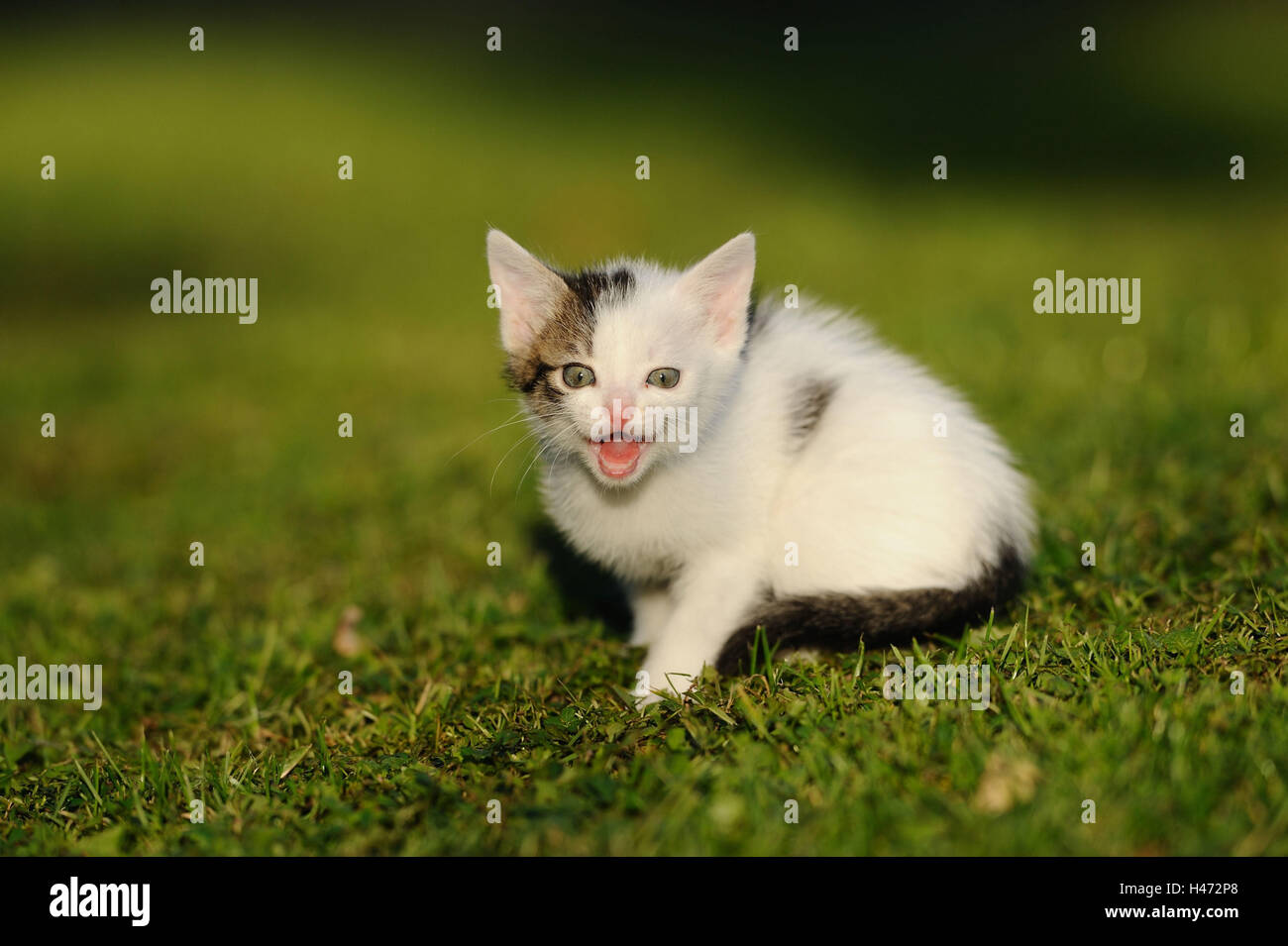 Domestic kitten, Felis silvestris catus, young animal, white, meadow ...