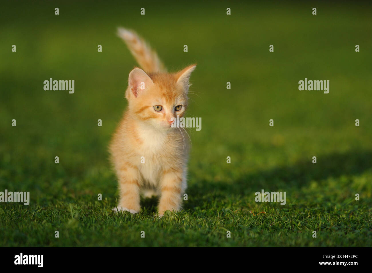 Domestic kitten, Felis silvestris catus, young animal, red-haired ...