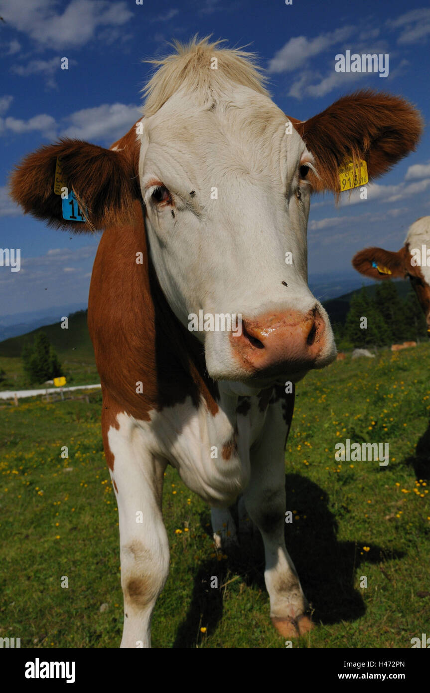 House cattle, Bos primigenius Taurus, stand, head-on, view in the ...