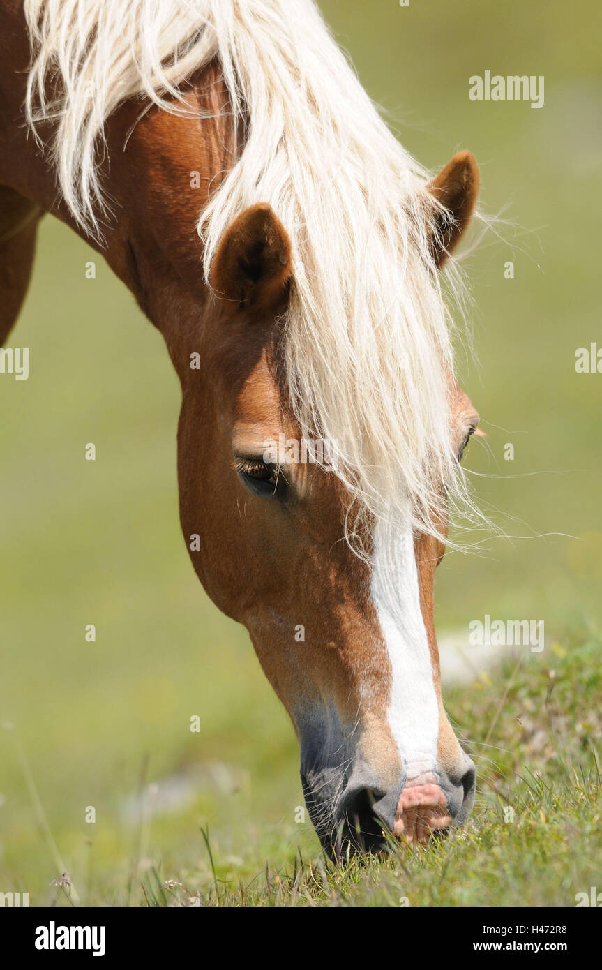 Hores head hi-res stock photography and images - Alamy