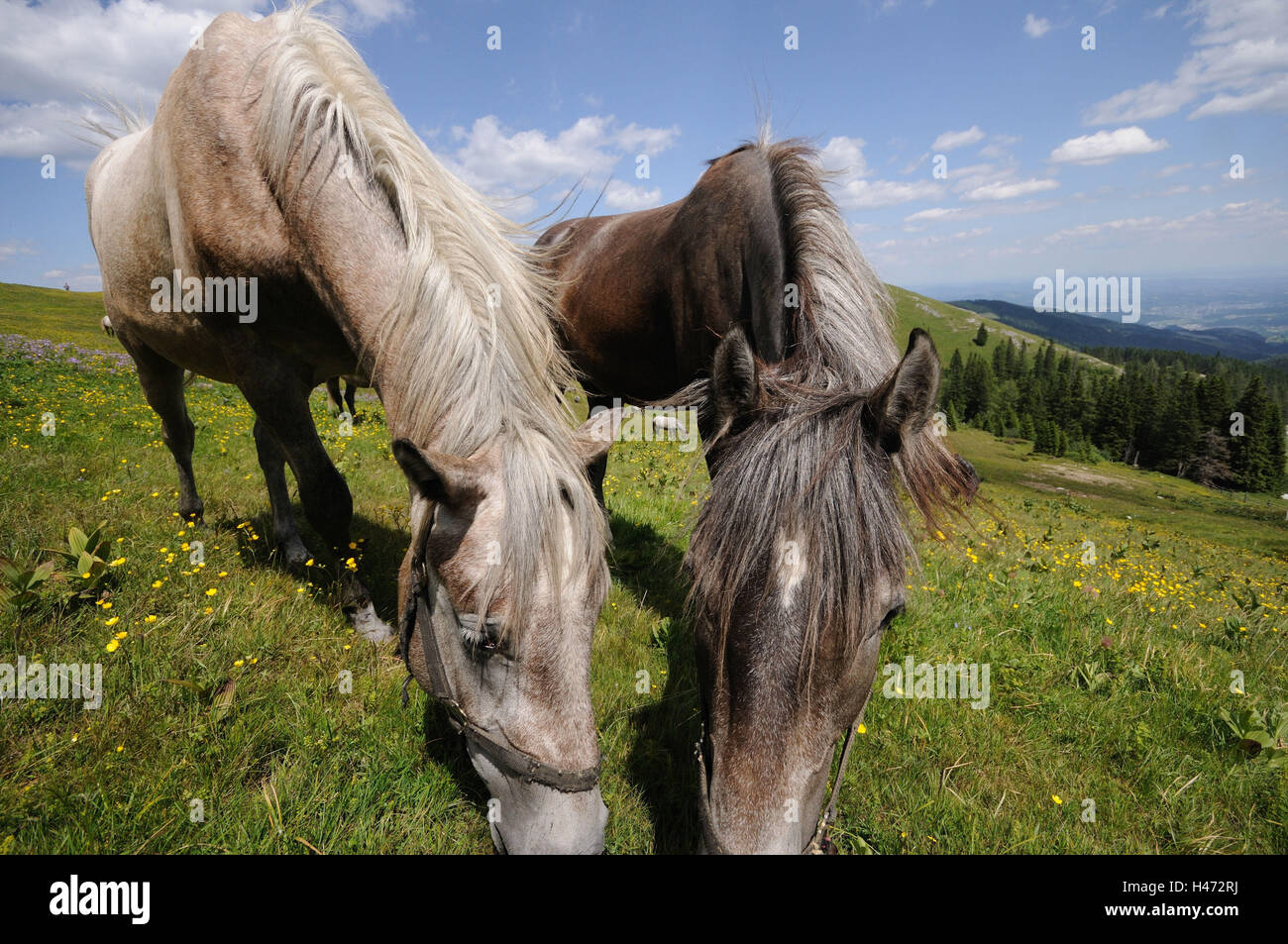 Wide angle horses head hi-res stock photography and images - Alamy