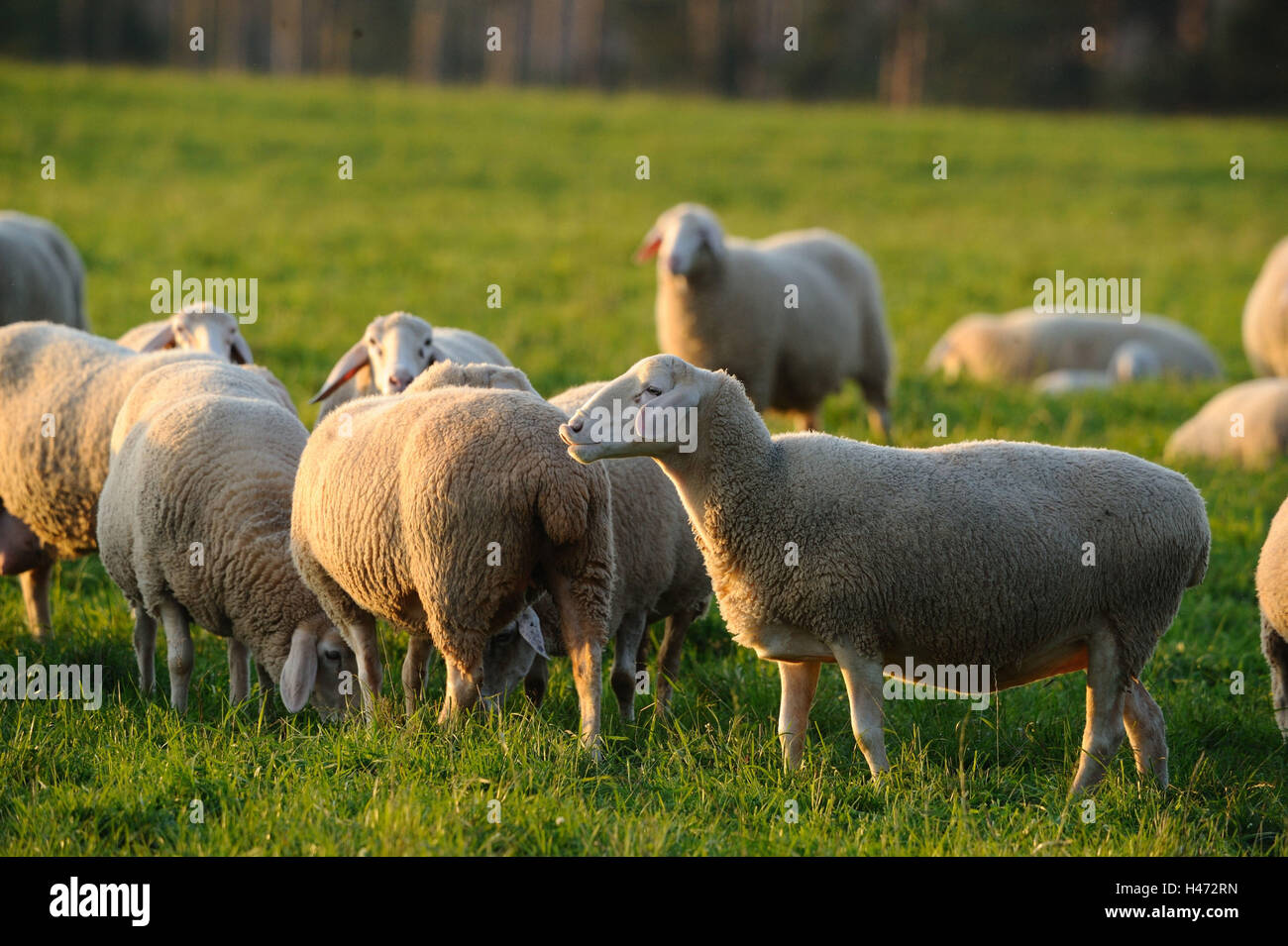 Domestic sheep, Ovis orientalis aries, flock of sheep, side view, stand ...