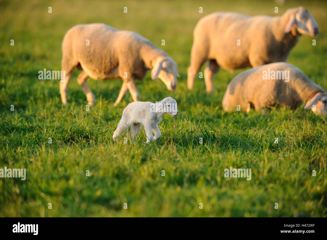 Side view baby lamb in hi-res stock photography and images - Alamy