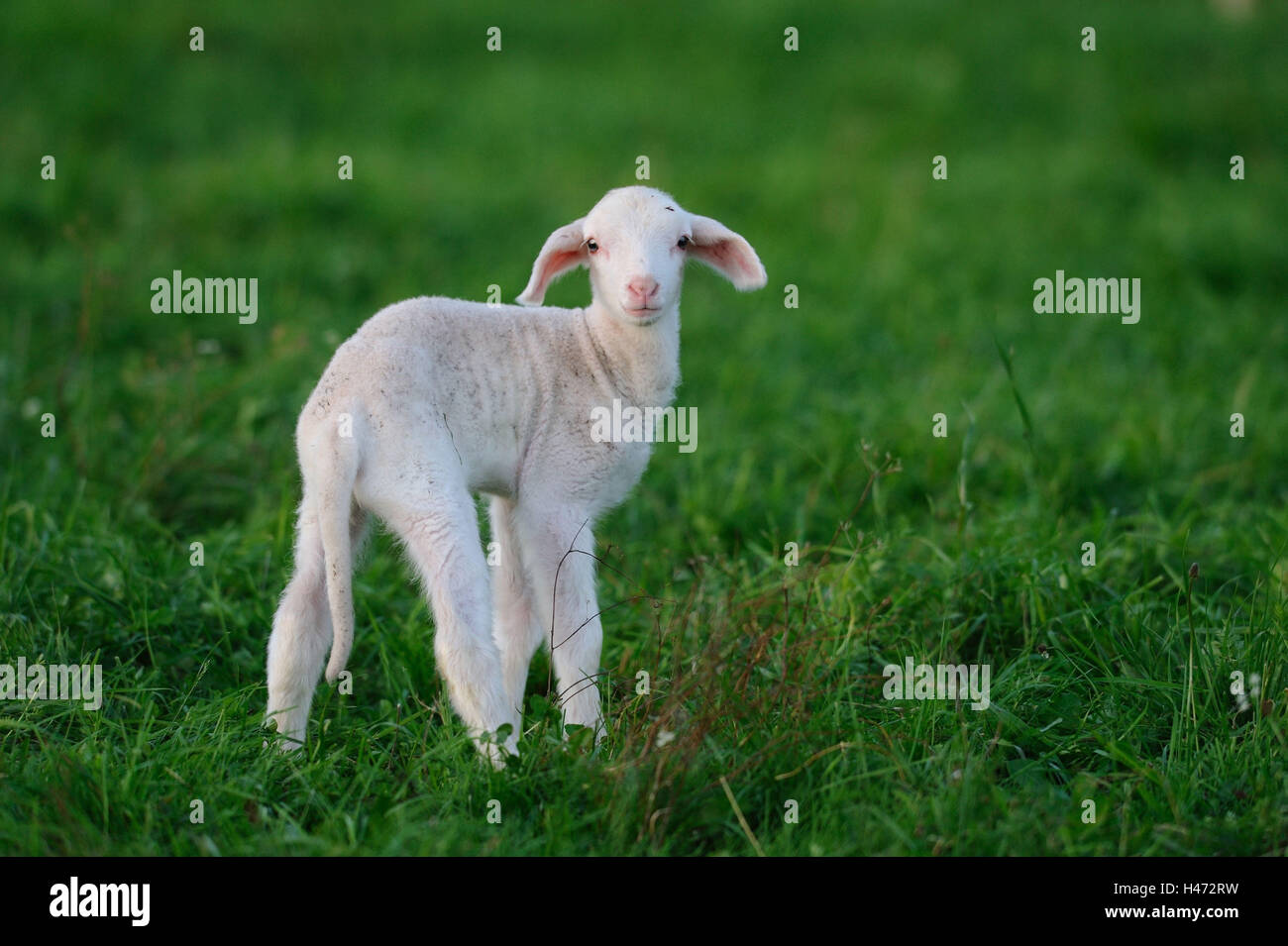 Domestic sheep, Ovis orientalis aries, lamb, side view, standing, looking at camera Stock Photo ...