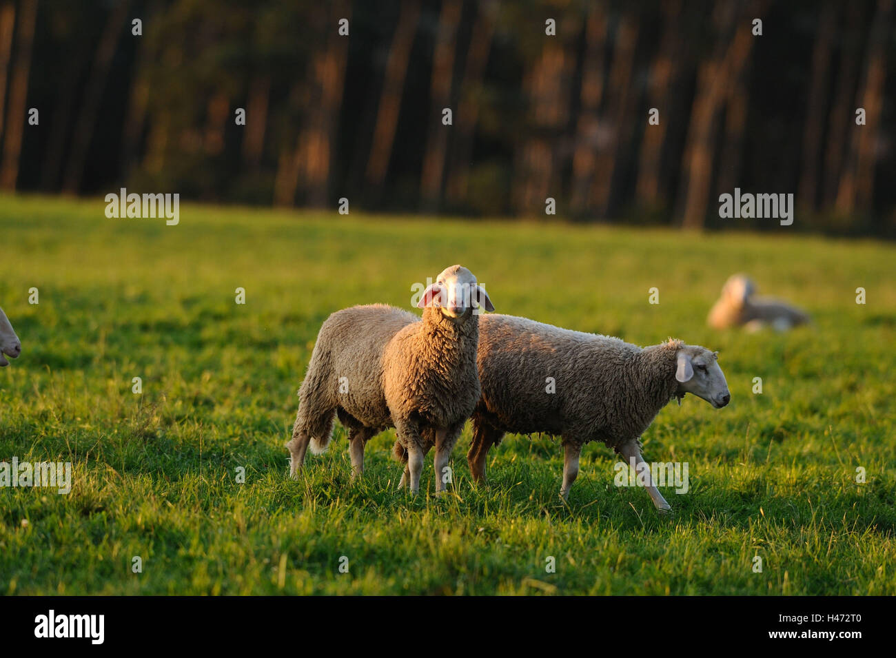 Domestic sheep, Ovis orientalis aries, side view, stand, view in the ...