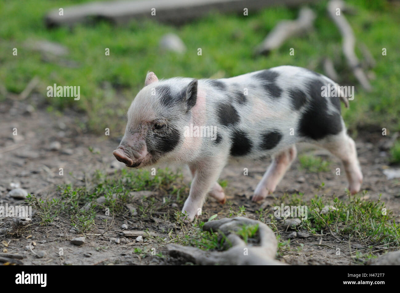 Vietnamese Piglet High Resolution Stock Photography and Images - Alamy