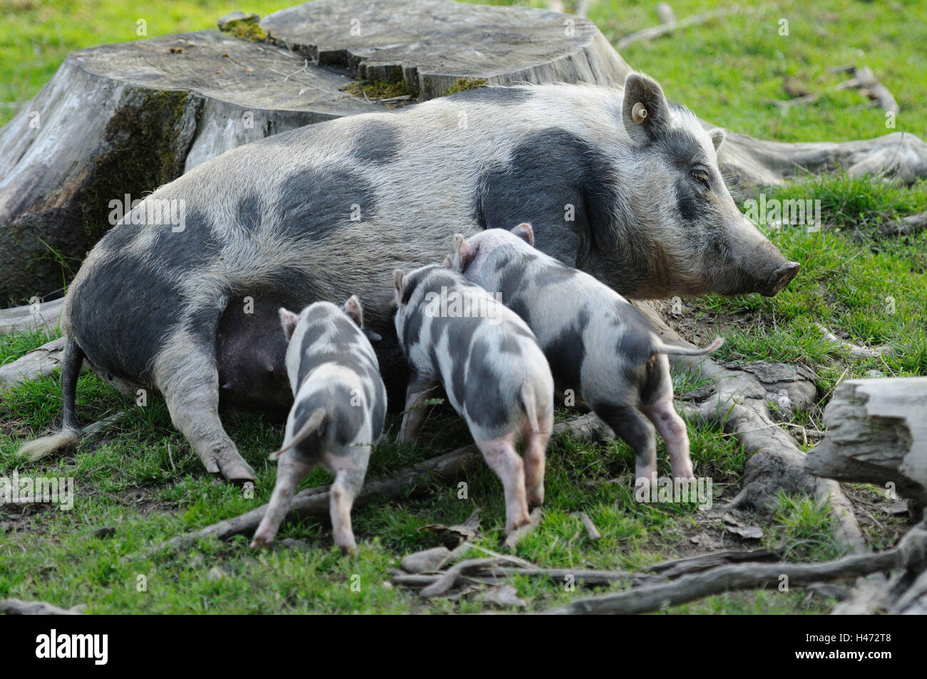 Pot-bellied pigs, mother with piglet, side view, suckling Stock Photo ...