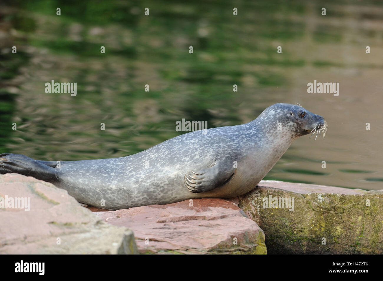 Seal, Phoca vitulina, lie, side view, rocks Stock Photo - Alamy