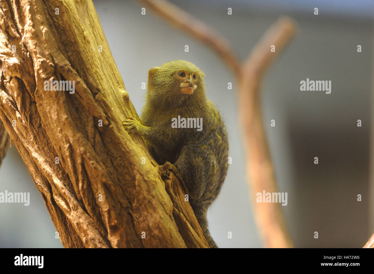 Dwarf's marmosets, Callithrix pygmaea, side view, climb, trunk Stock ...