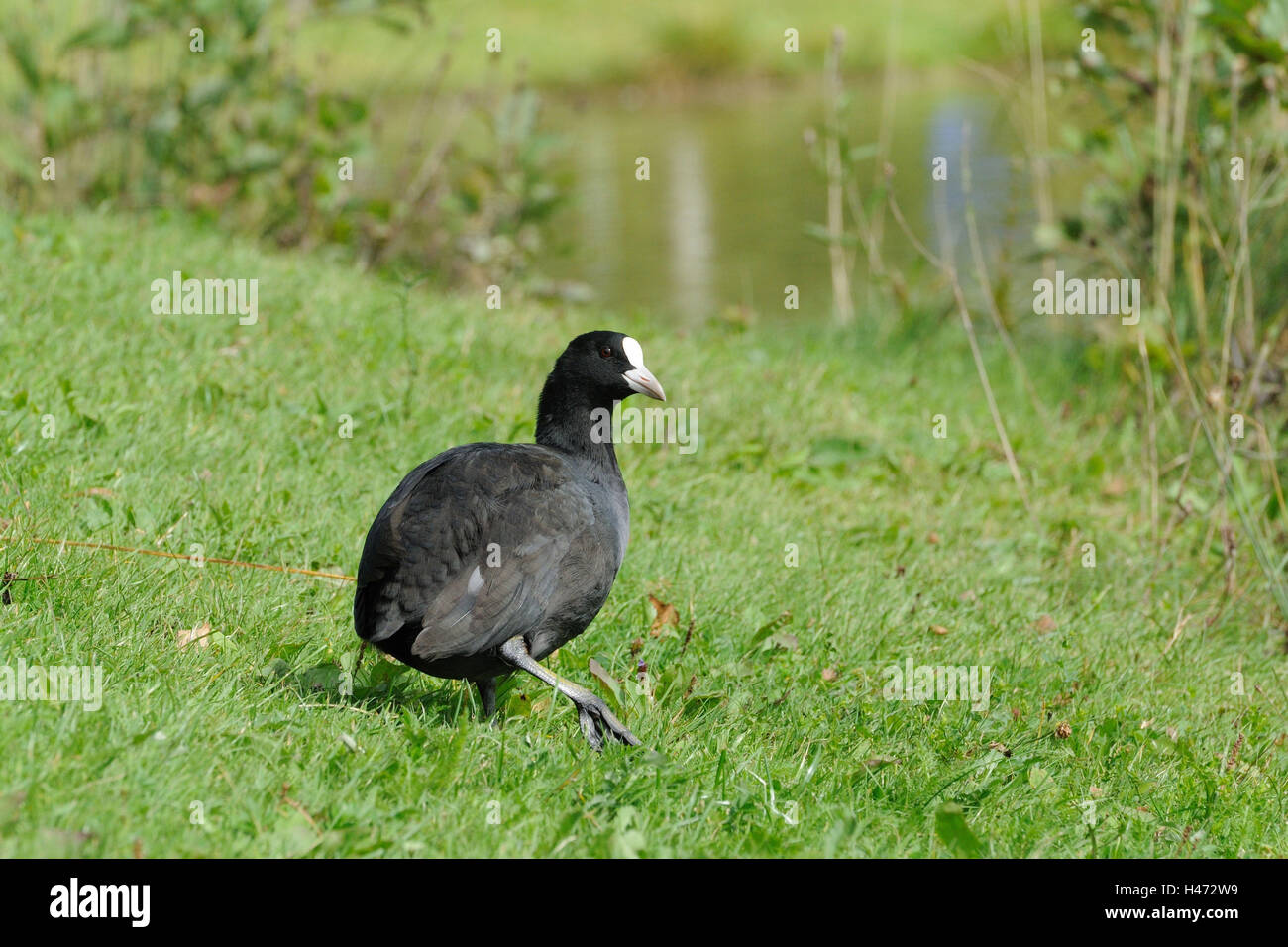 Coot, Fulica atra, meadow, stand, lift foot Stock Photo - Alamy