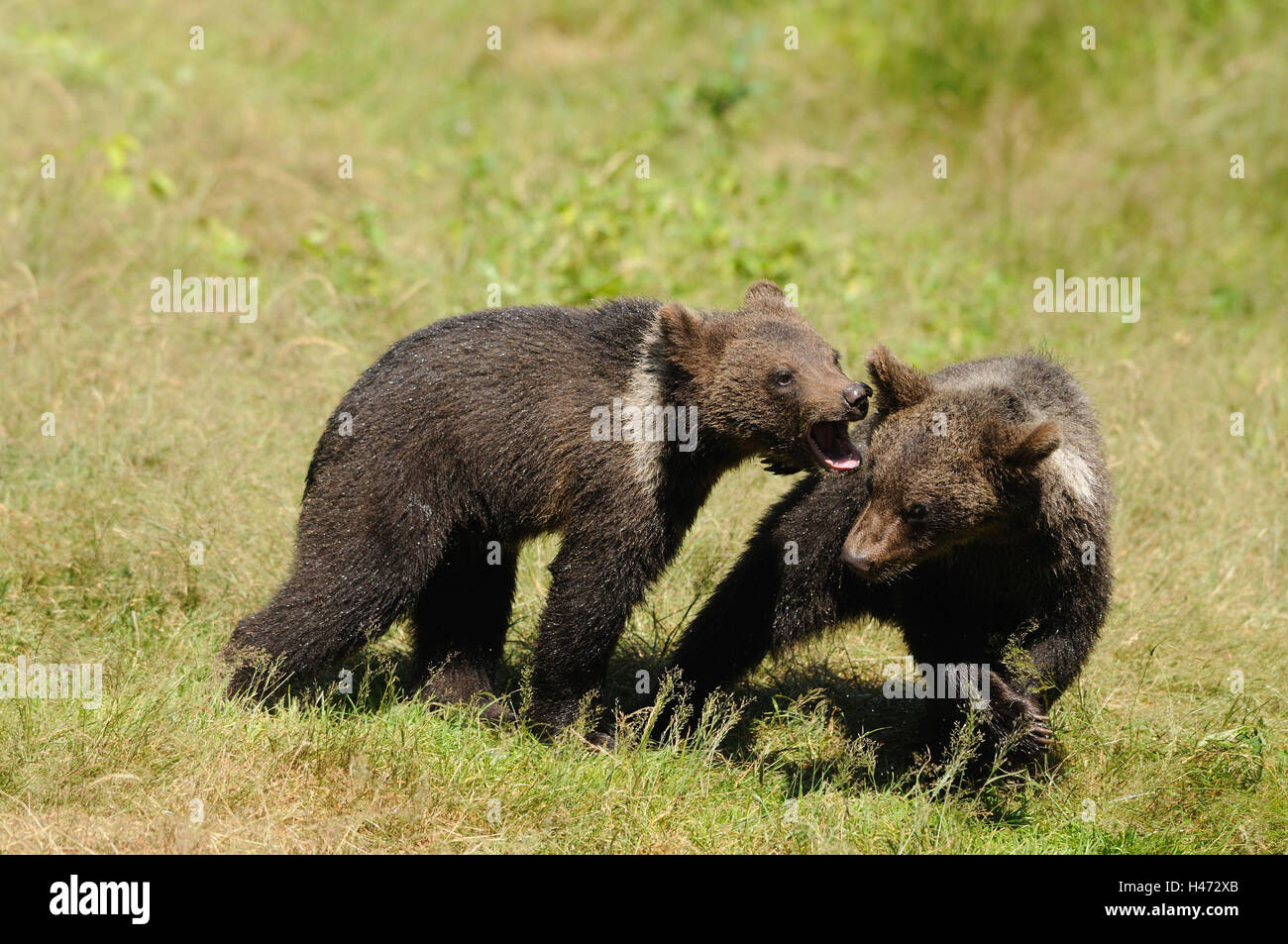 Brown bears, Ursus arctos, young animals, side view, play Stock Photo ...