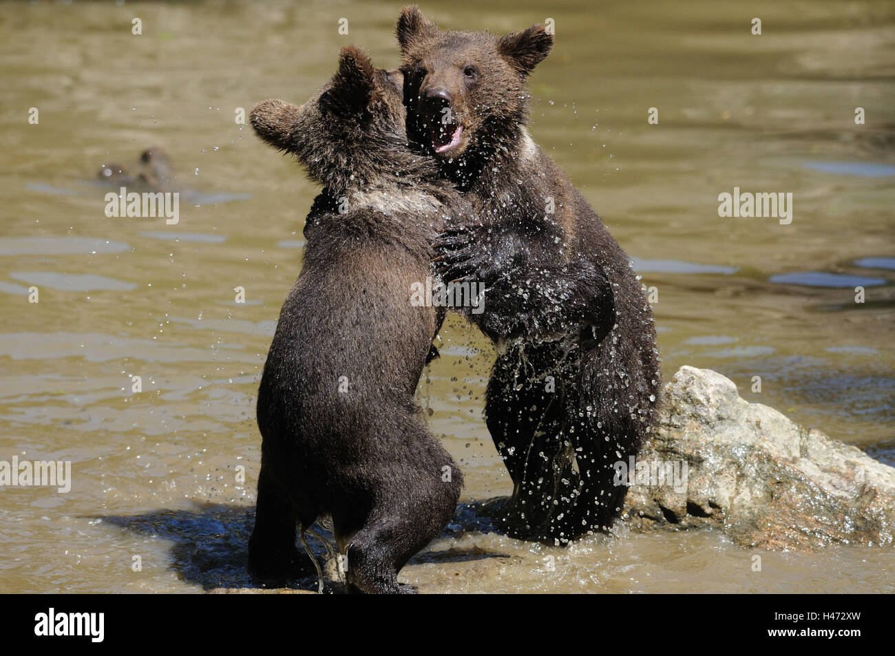 Animals water splash hi-res stock photography and images - Alamy