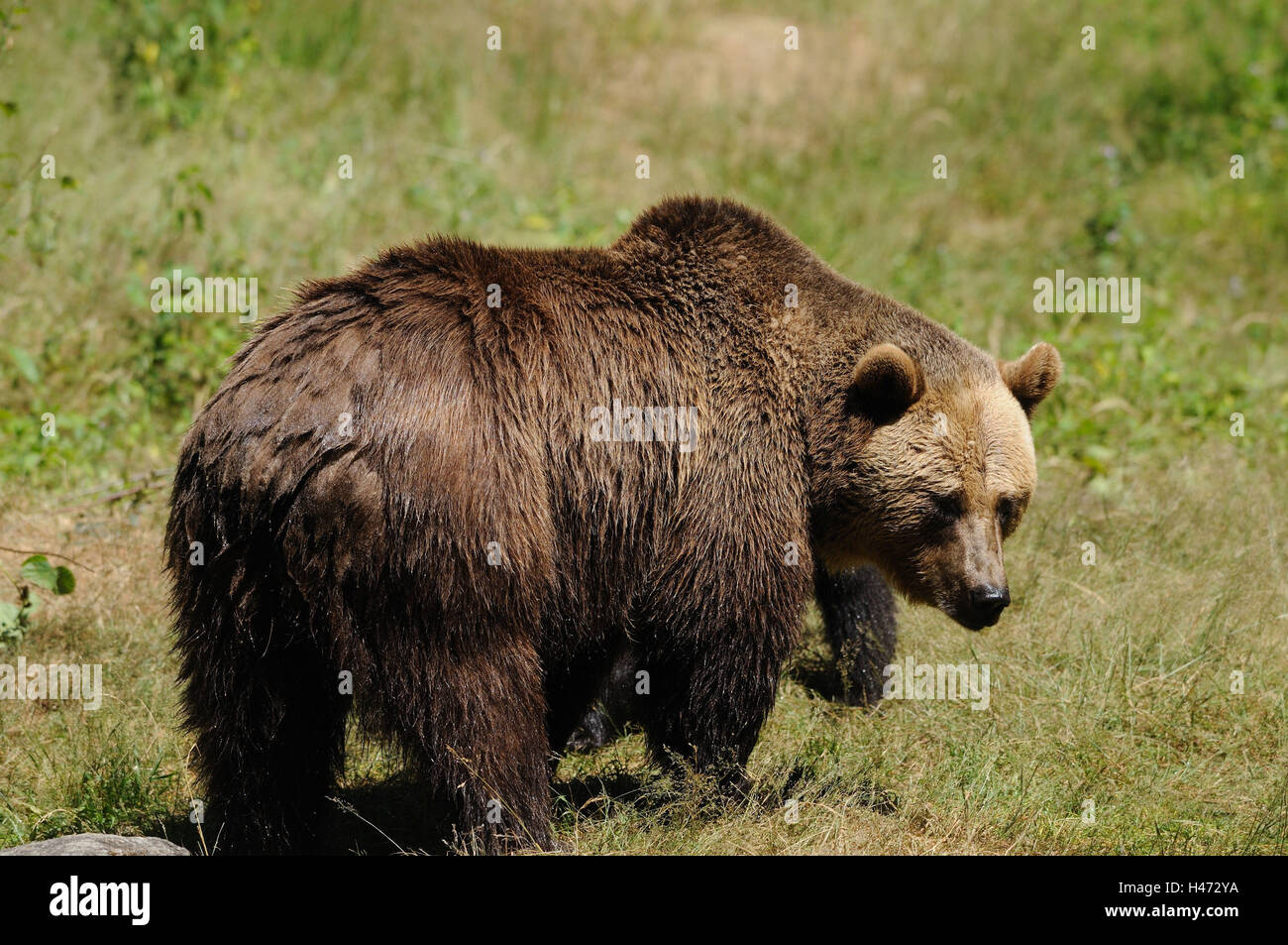 Brown bear, Ursus arctos, side view, stand Stock Photo - Alamy