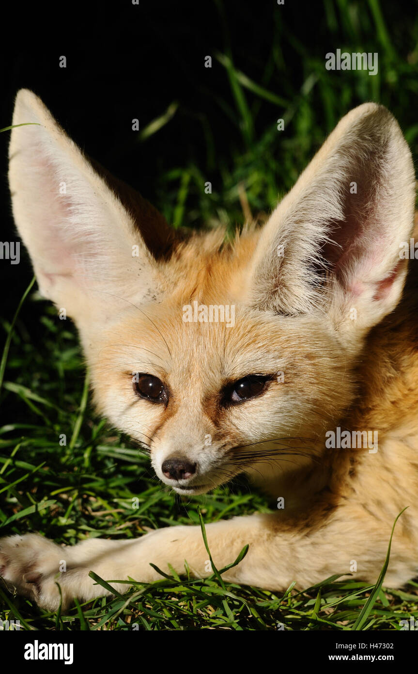 Fennek fennecus zerda hi-res stock photography and images - Alamy