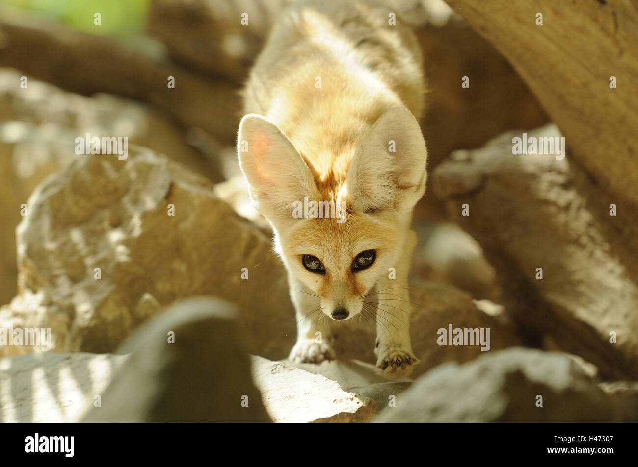 Fennek, Vulpes zerda, head-on, stand Stock Photo - Alamy