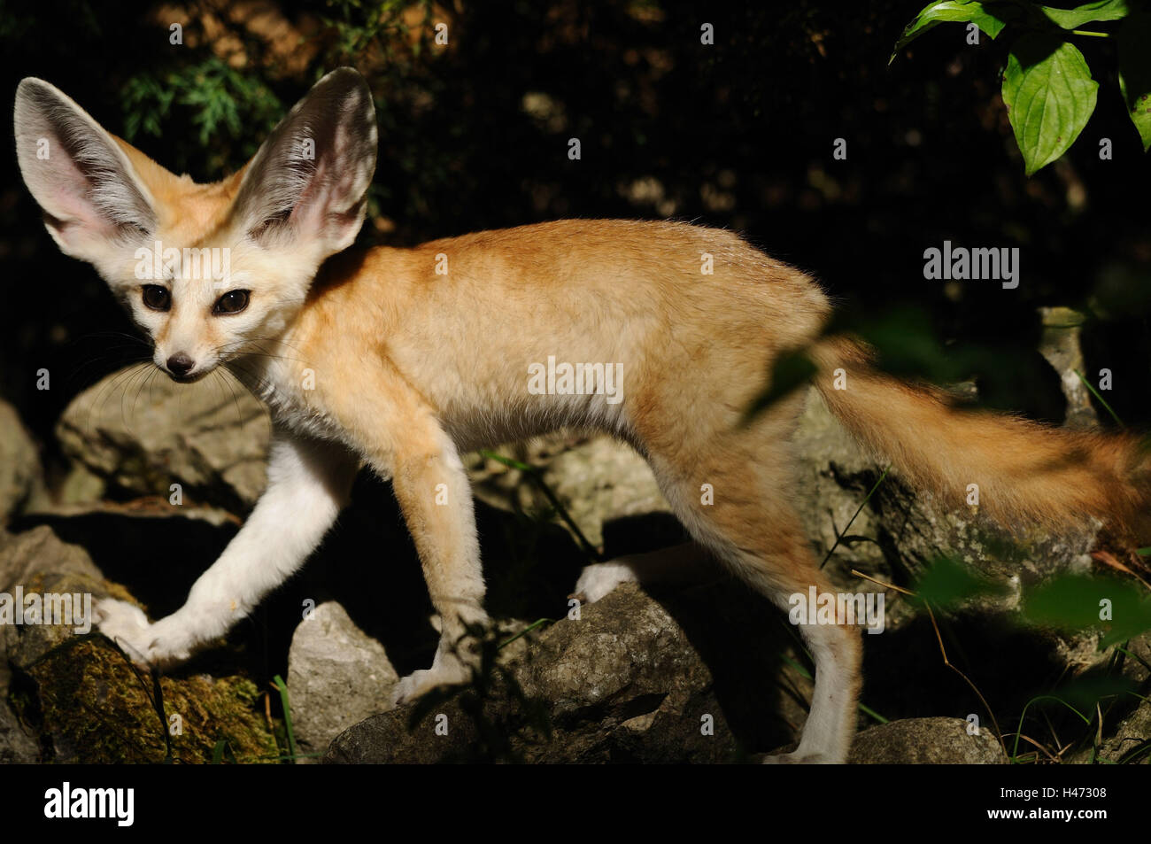 Fennek fennecus zerda hi-res stock photography and images - Alamy