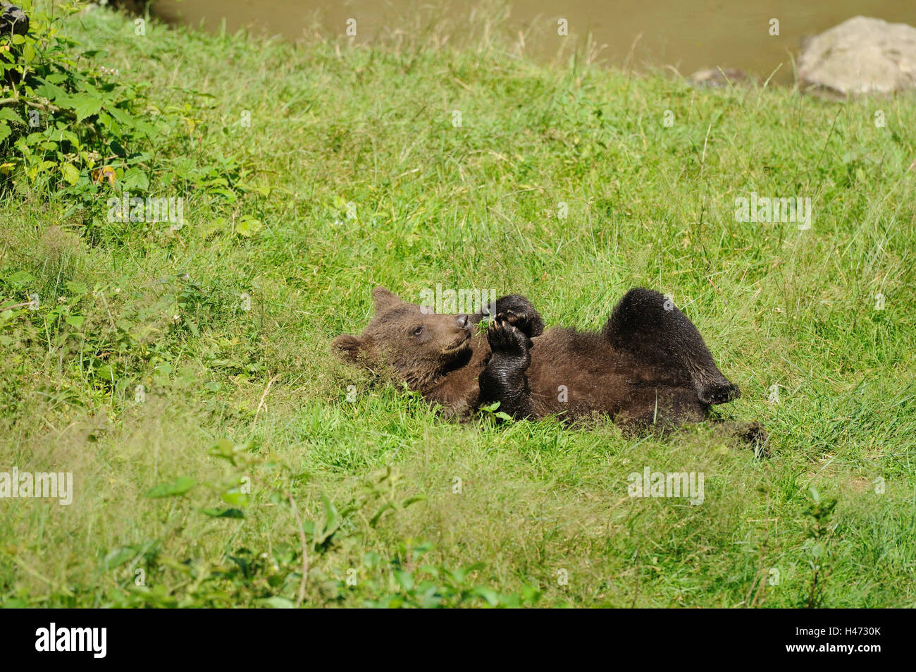 Brown bear, Ursus arctos, young animal, side view, back lie Stock Photo ...
