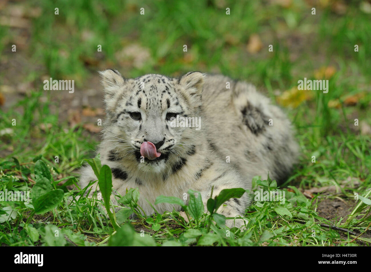 Leopard nose hi-res stock photography and images - Alamy