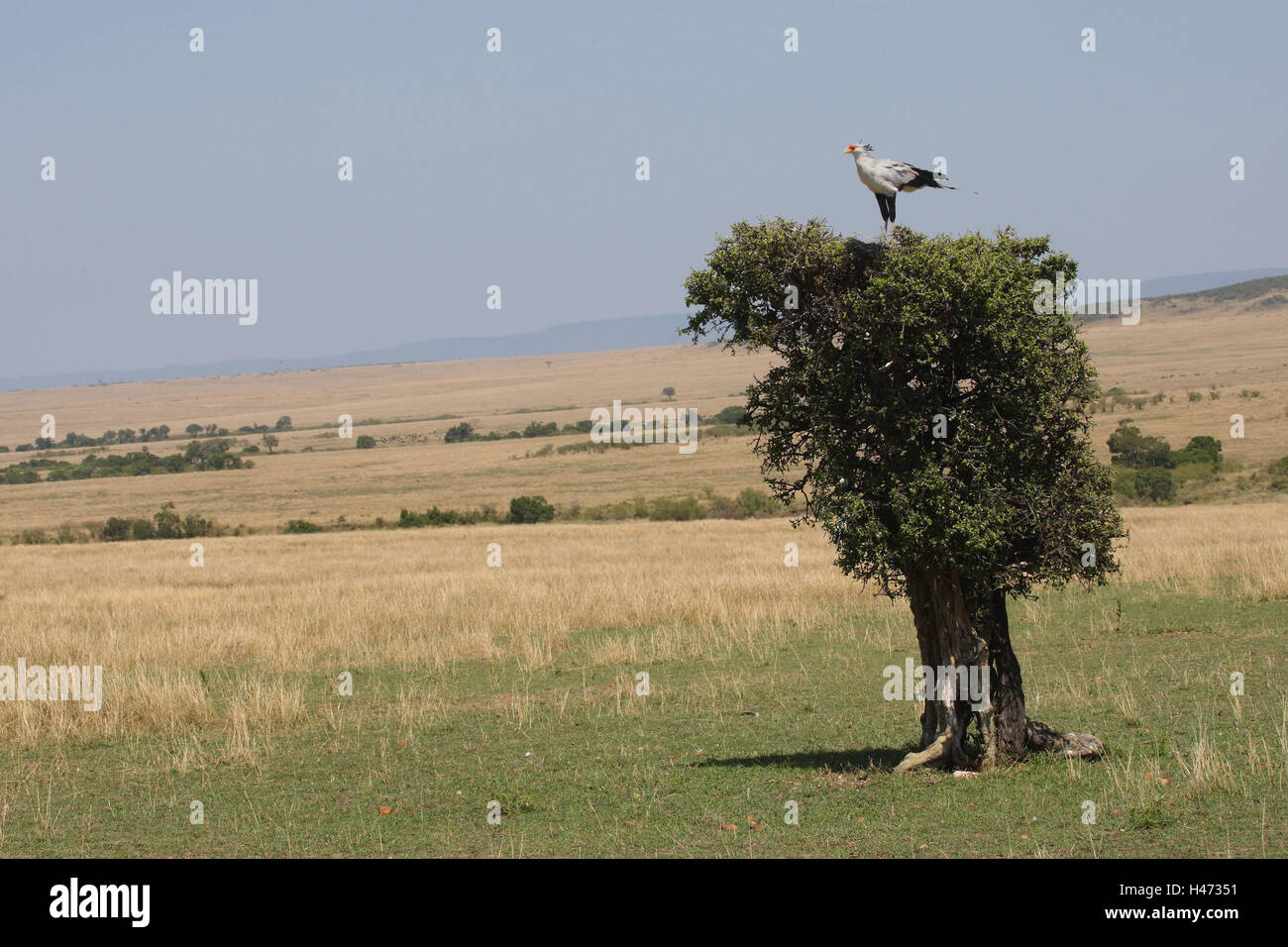 Secretary birds hi-res stock photography and images - Alamy