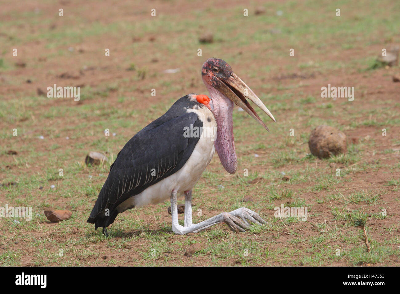 Marabou sits in the floor Stock Photo - Alamy