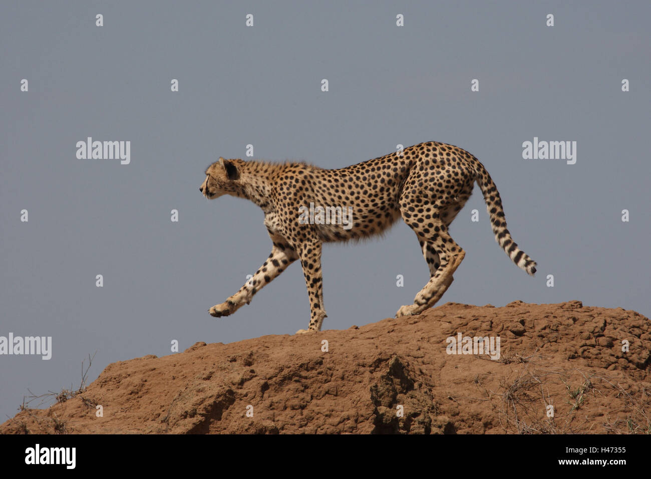Cheetah on rock Stock Photo - Alamy